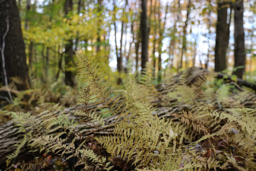 Urban Tree Canopy Assessment Update Tree Canopy Land Use Regulation